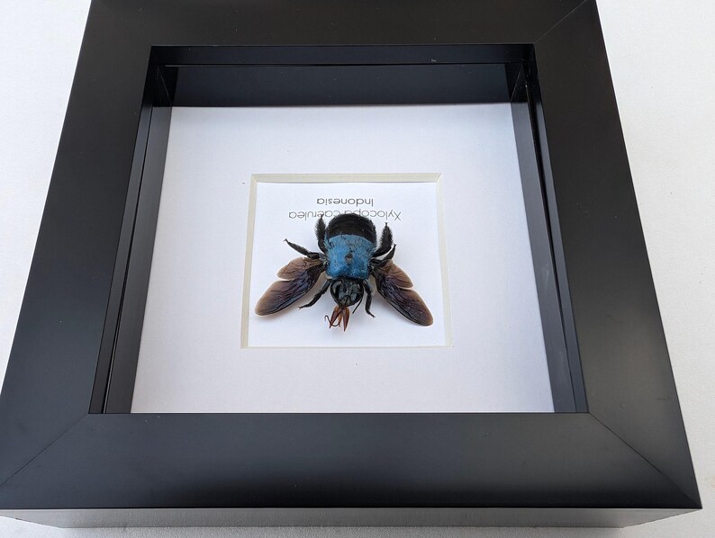 Abeja carpintera azul disecada y enmarcada: arte mural entomológico de ...