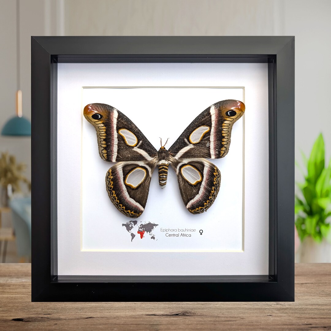 Epiphora Bauhinia, African Atlas Moth From Cameroon, Taxidermy Preset ...