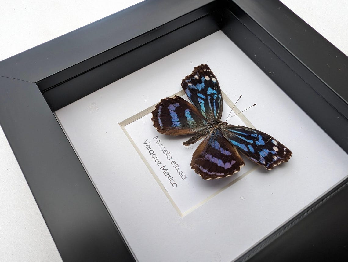 Myscelia Ethusa, the Mexican Bluewing or Blue Wing, Taxidermy Butterfly ...