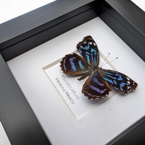 Myscelia Ethusa, the Mexican Bluewing or Blue Wing, Taxidermy Butterfly ...