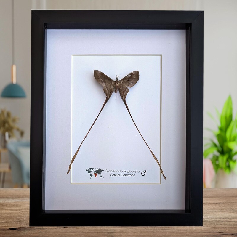 Argus Collection - Etsy