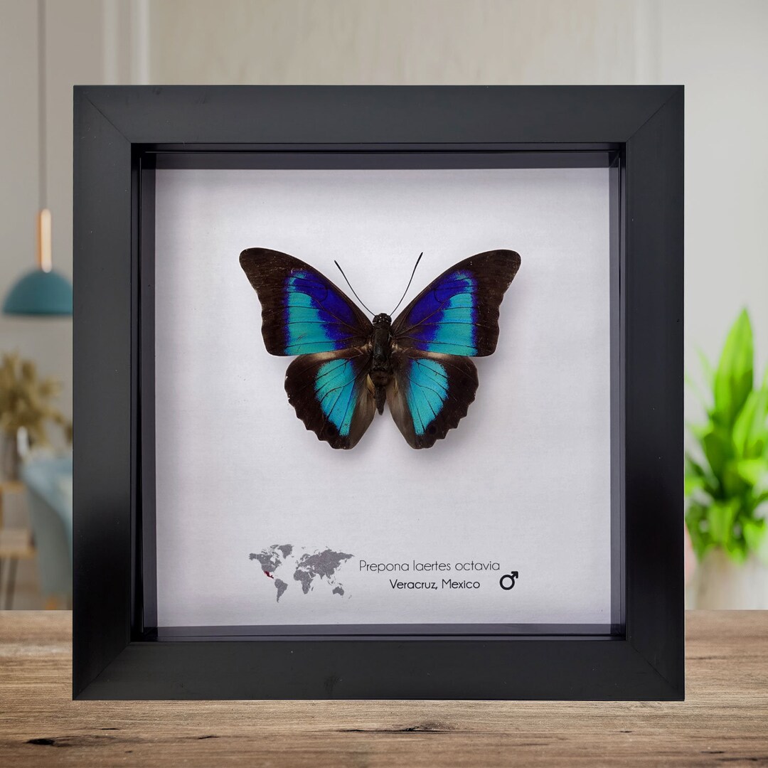 Prepona Laertes Octavia, the Shaded-blue Leafwing, Laertes Prepona ...