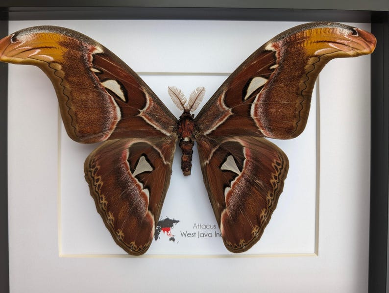 Framed Atlas Moth Taxidermy: Entomology Wall Art (10"x8") - Etsy UK