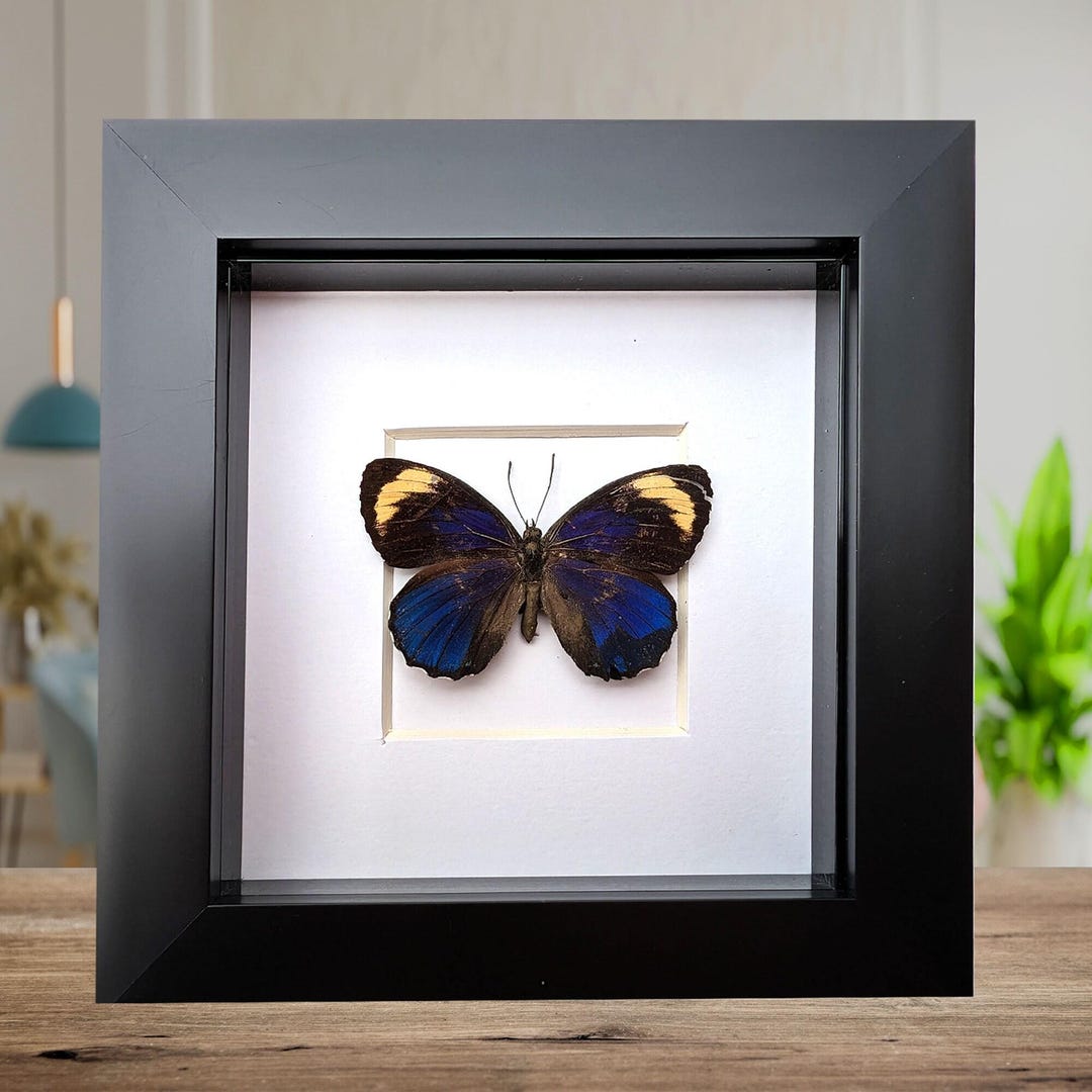 Framed Callicore Casta Butterfly, Taxidermy Entomology Display, Nature ...