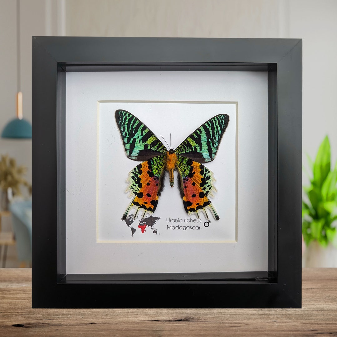 Urania Ripheus, Chrysiridia Rhipheus, the Madagascan Sunset Moth, Day ...
