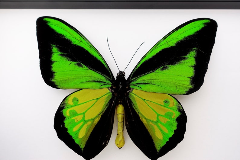 Ornithoptera Goliath Procus the Goliath Birdwing Green - Etsy