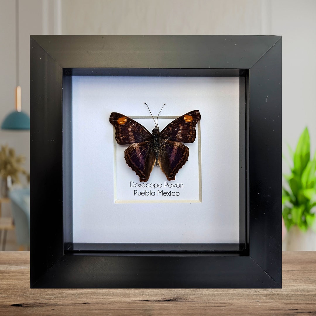 Doxocopa Pavon, Pavon Emperor, Taxidermy Butterfly, Red Butterfly ...
