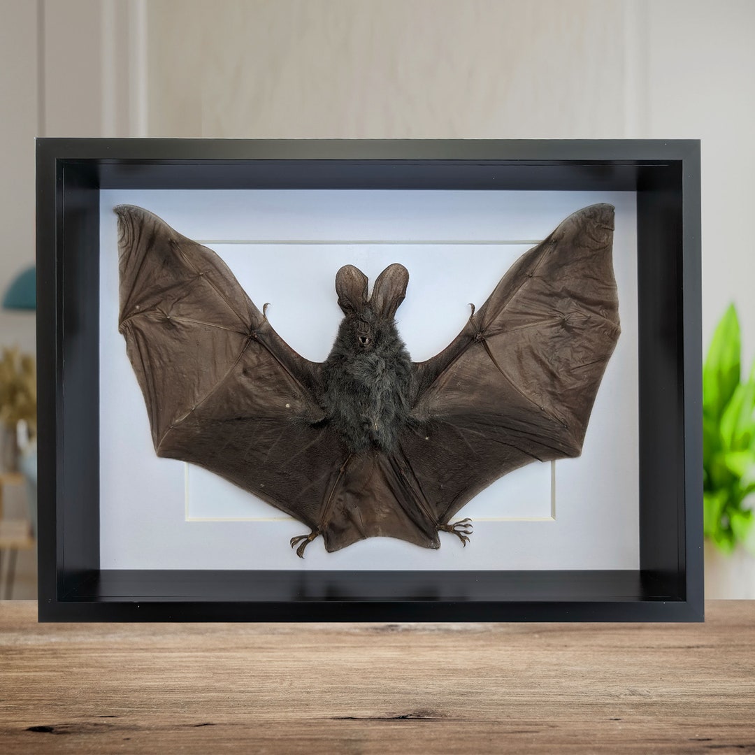Nycteris Javanica, Javan Slit-faced, Ethically Sourced, Fruit Bat ...