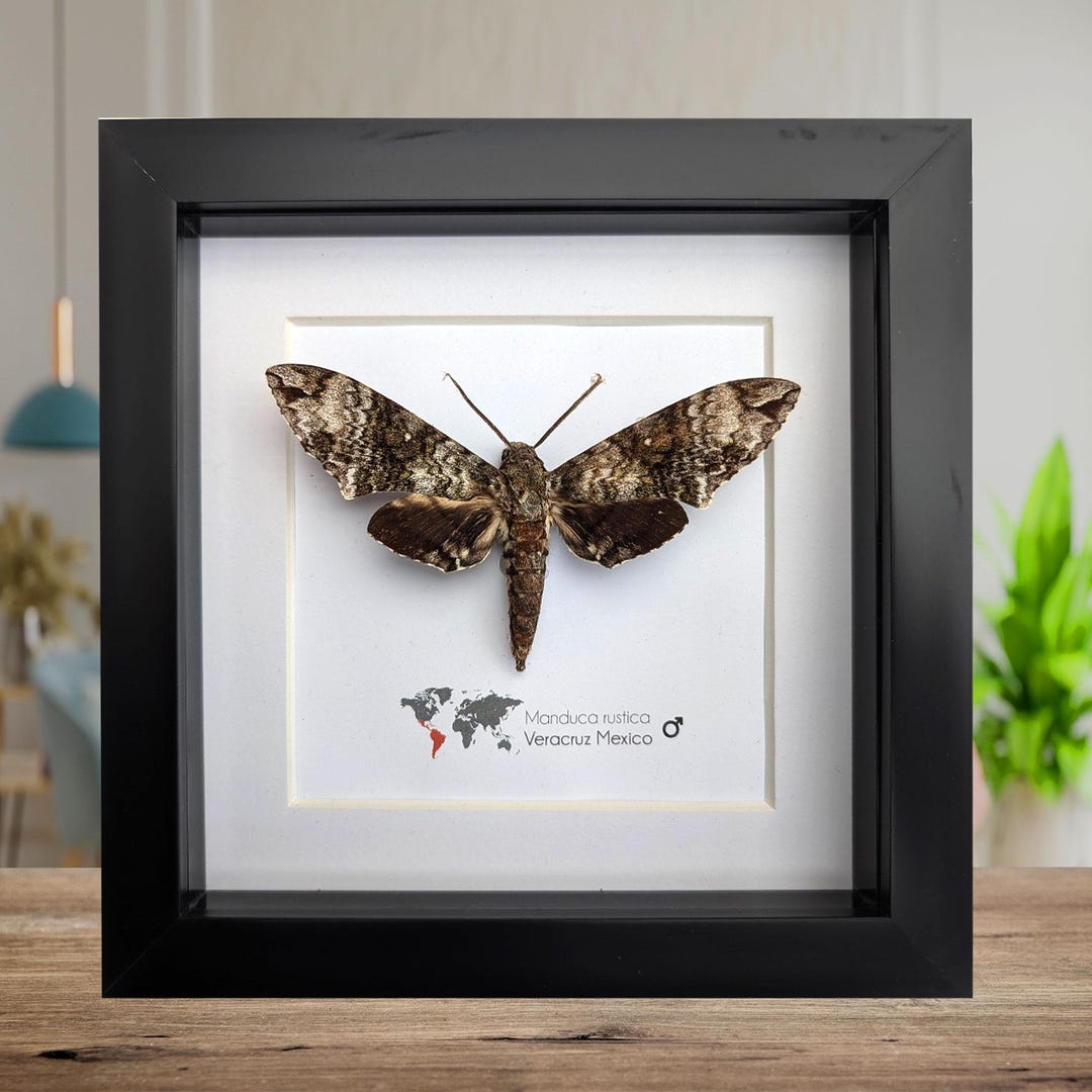 Manduca Rustica, Manduca Rustica, the Rustic Sphinx, Sphingidae, Grey ...