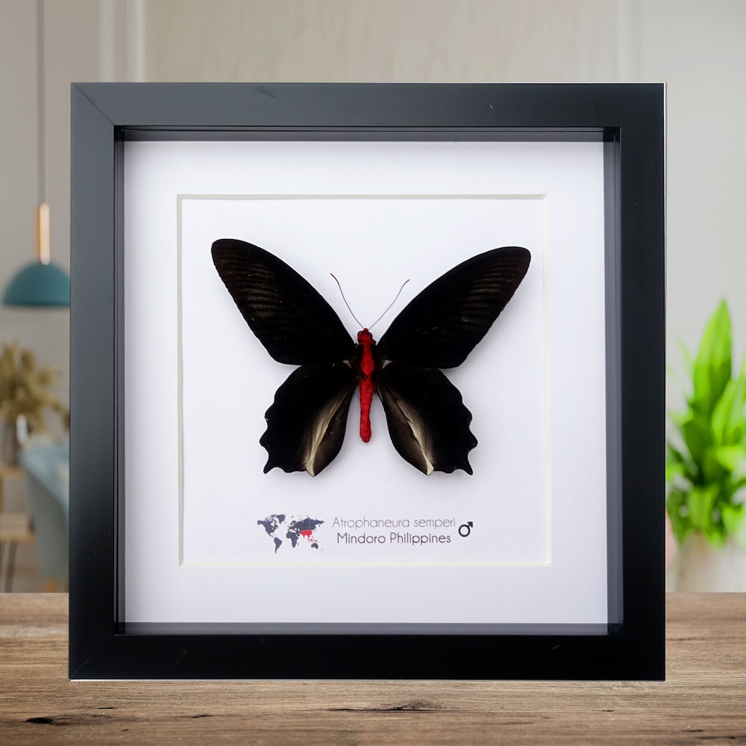 Atrophaneura Semperi, Male, Black and Red Butterfly, the Vampire ...