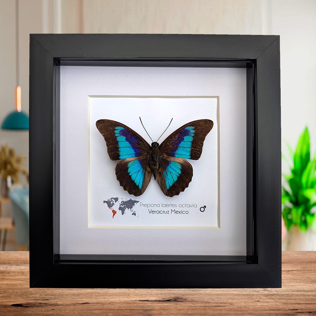 Prepona Laertes Octavia, the Shaded-blue Leafwing, Laertes Prepona ...