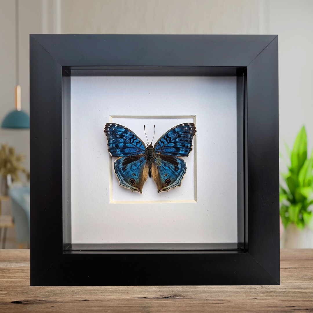 Junonia Rhadama, the Brilliant Blue, Taxidermy Butterfly, Wall Decor ...