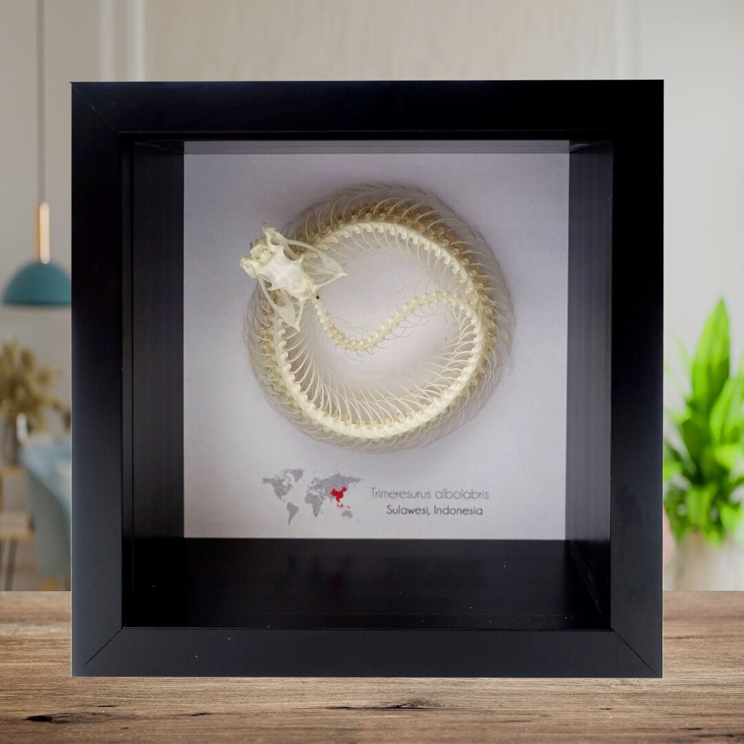 Framed White-lipped Pit Viper Skeleton - Sulawesi, Indonesia (4x4) - Etsy
