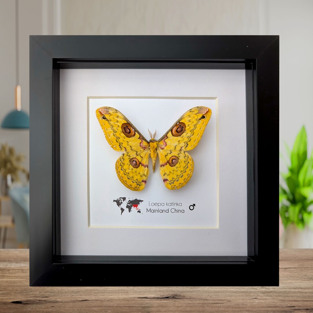 Loepa Katinka, the Golden Emperor Moth, Taxidermy Present, Entomology ...