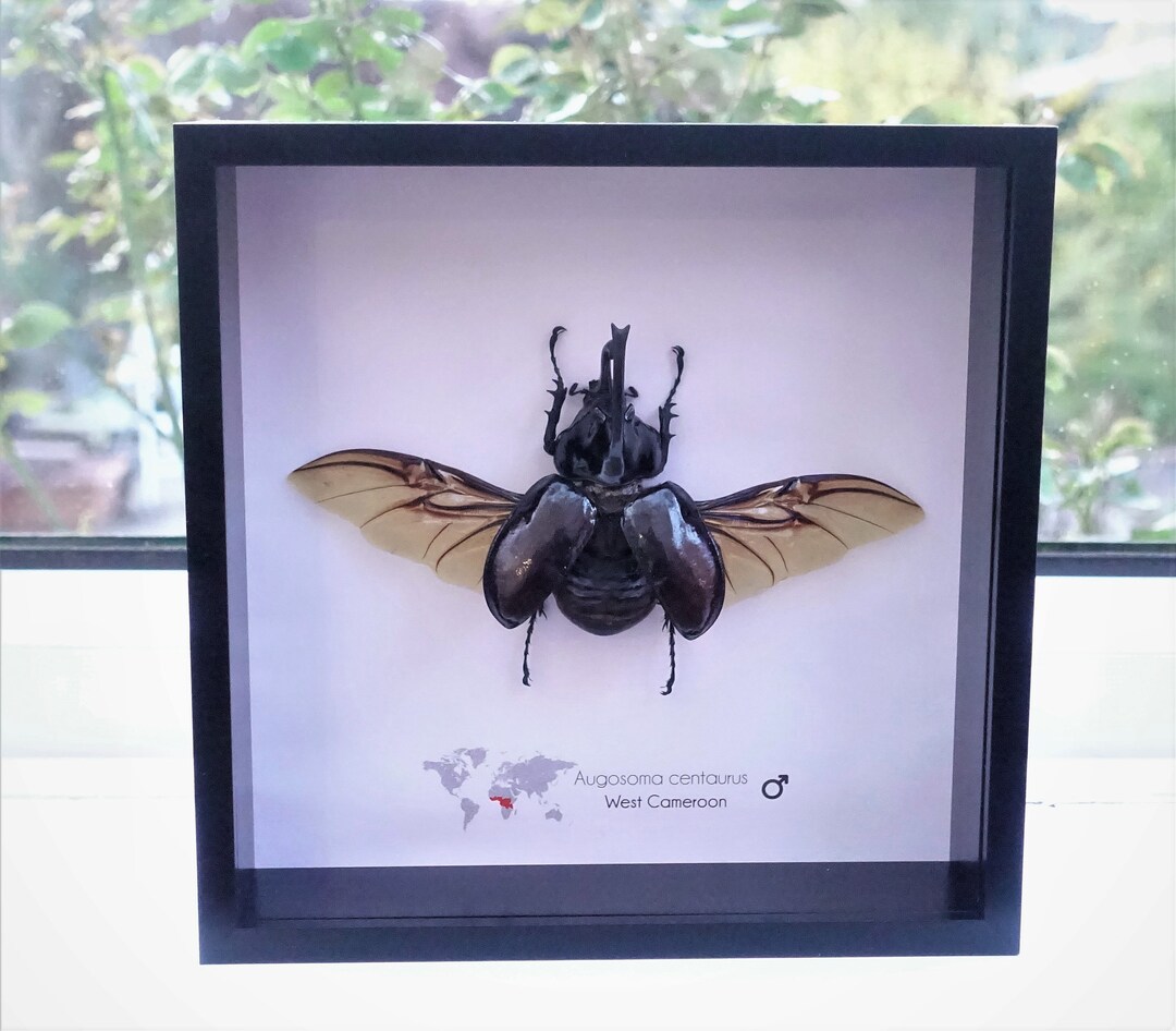 Augosoma Centaurus Centaur Rhino Beetle Centaurus Beetle - Etsy