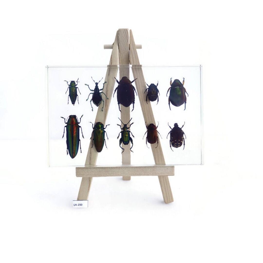 Mixed Bugs in a Resin Block, Paperweight Gift Box and Easel, Bugs in ...