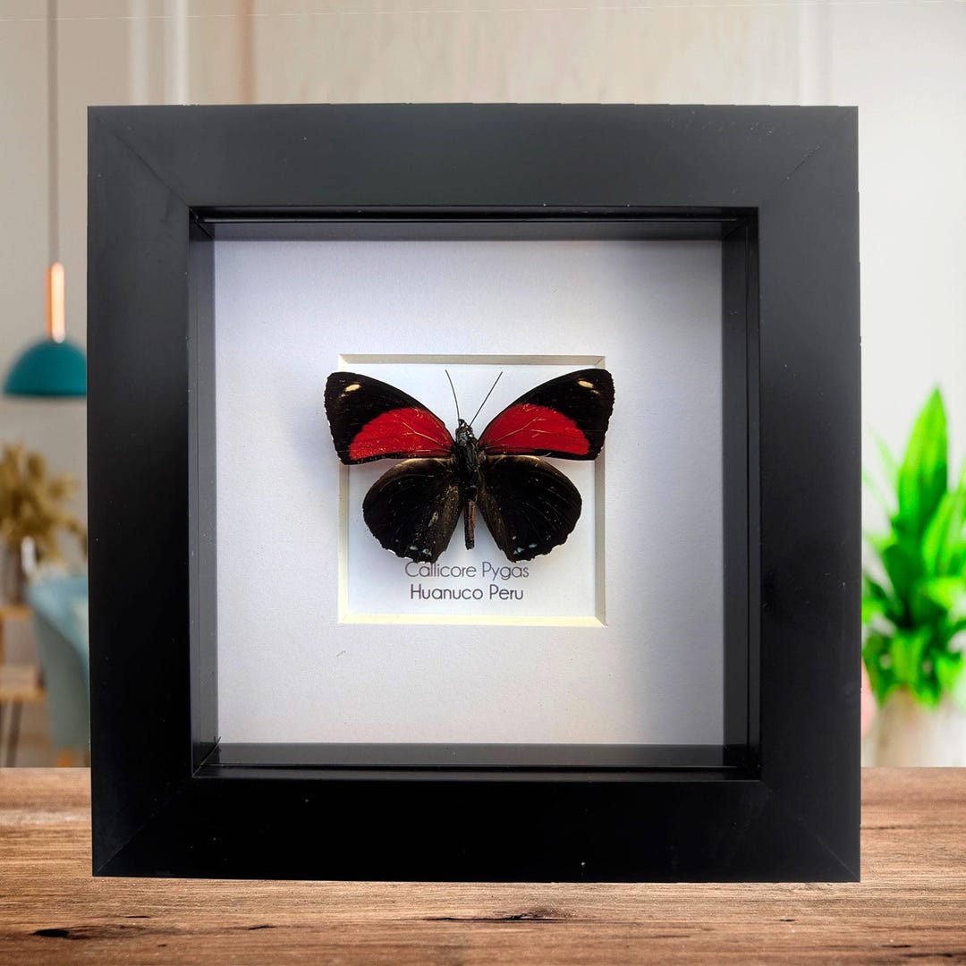 Framed Callicore Pygas Butterfly: Godart's Numberwing, Peru (4" X 4 ...