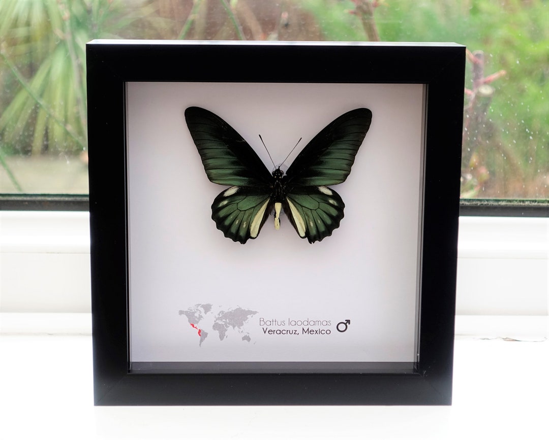 Battus Laodamas, the Pipevine Green-patch Swallowtail, Yellow-spotted ...