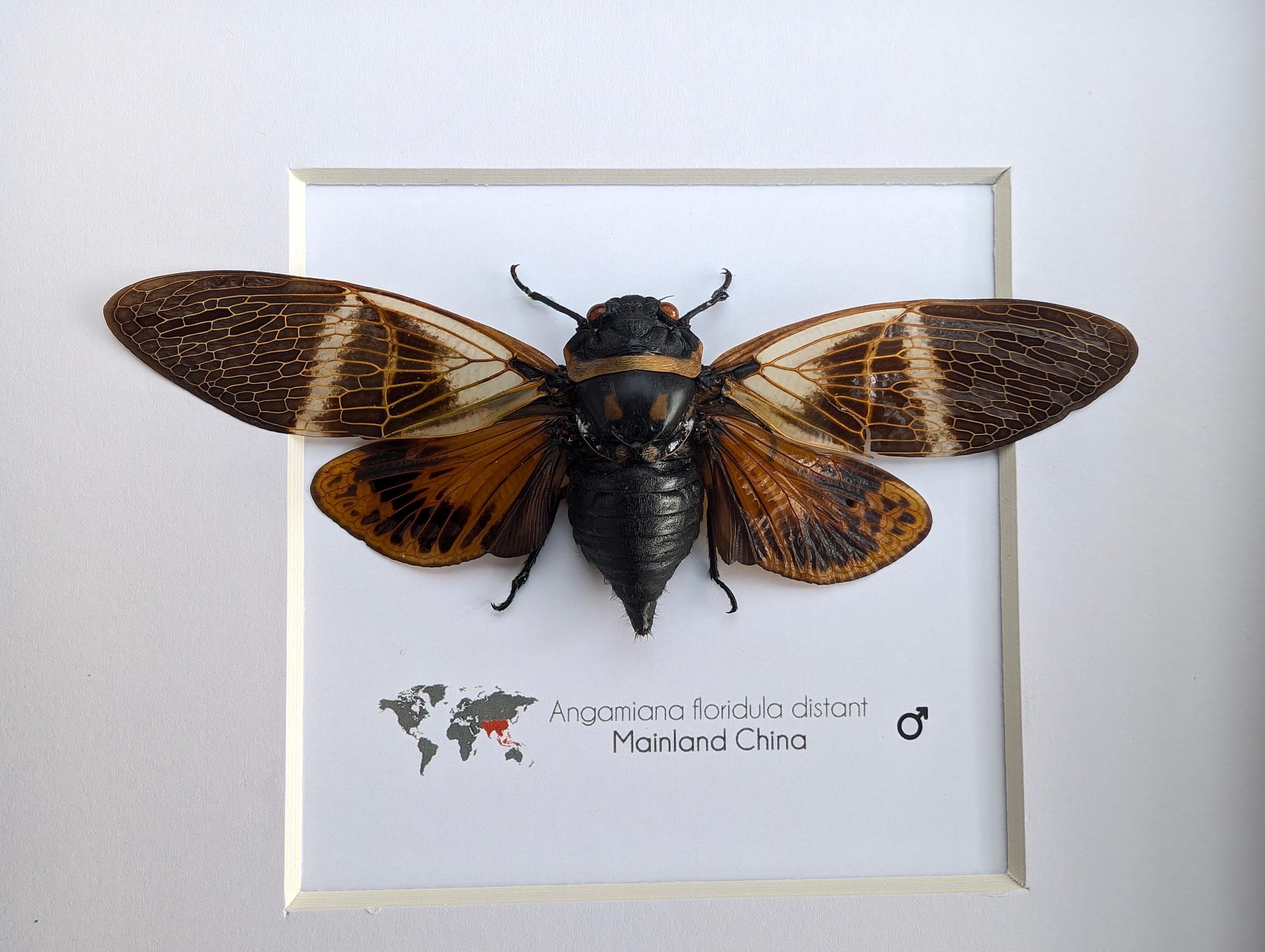 Framed Angamiana Cicada, Ethically Sourced Taxidermy, Nature Wall Art ...