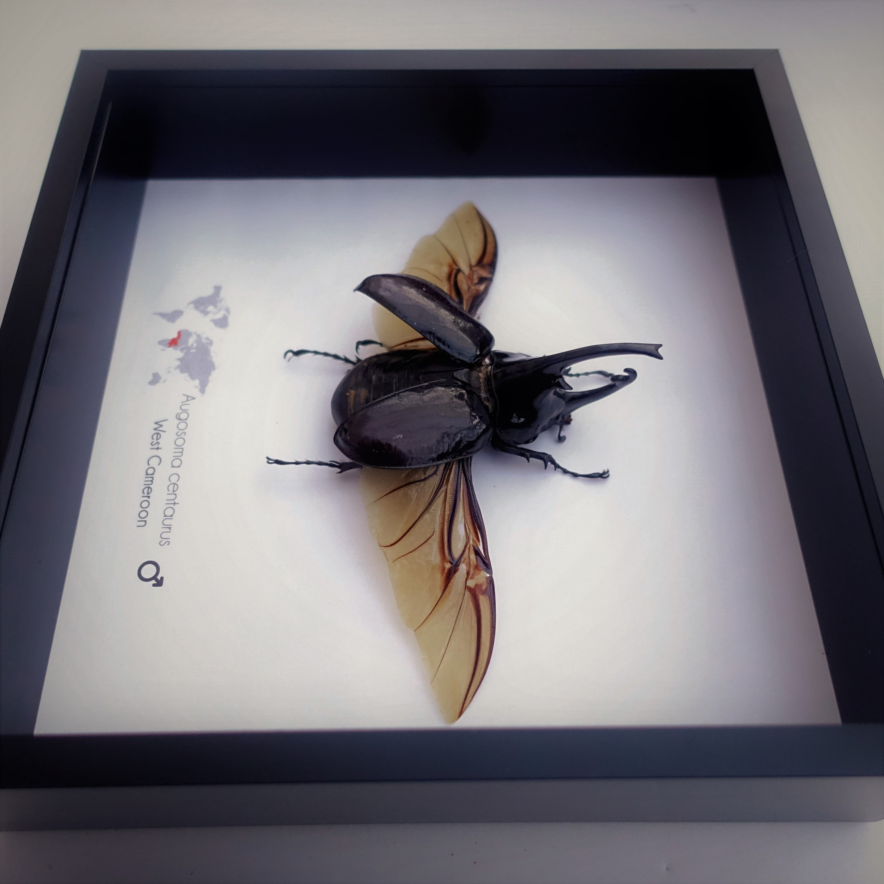 Augosoma Centaurus Centaur Rhino Beetle Centaurus Beetle - Etsy