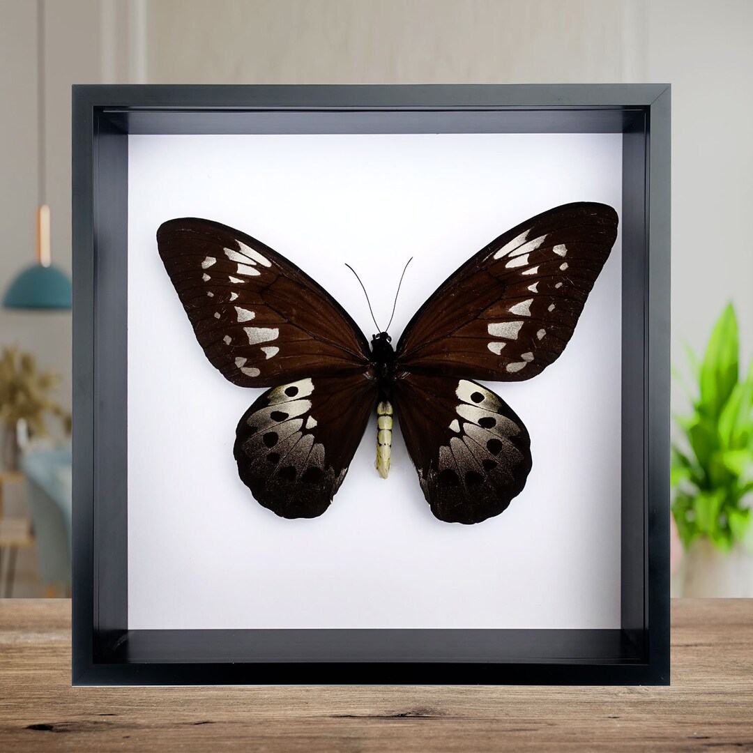 Ornithoptera Goliath Procus Female the Goliath Birdwing - Etsy