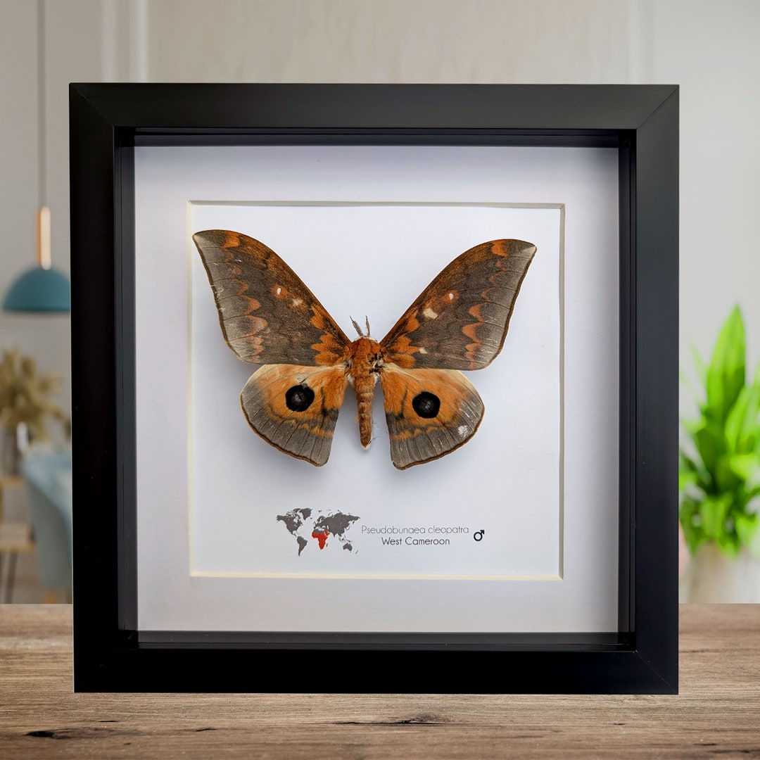 Pseudobunaea Cleopatra, African Moth From Cameroon, Taxidermy Present ...