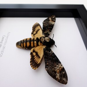 Acherontia Atropos, the African Death's-head Hawkmoth, Large Skull ...