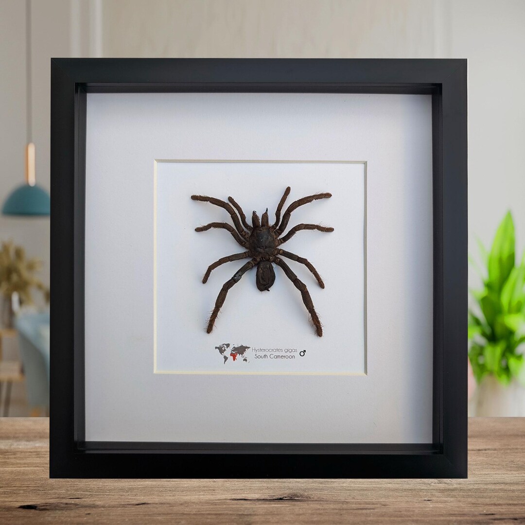 Framed Cameroon Red Baboon Tarantula: Hysterocrates Gigas, 8x8 - Etsy