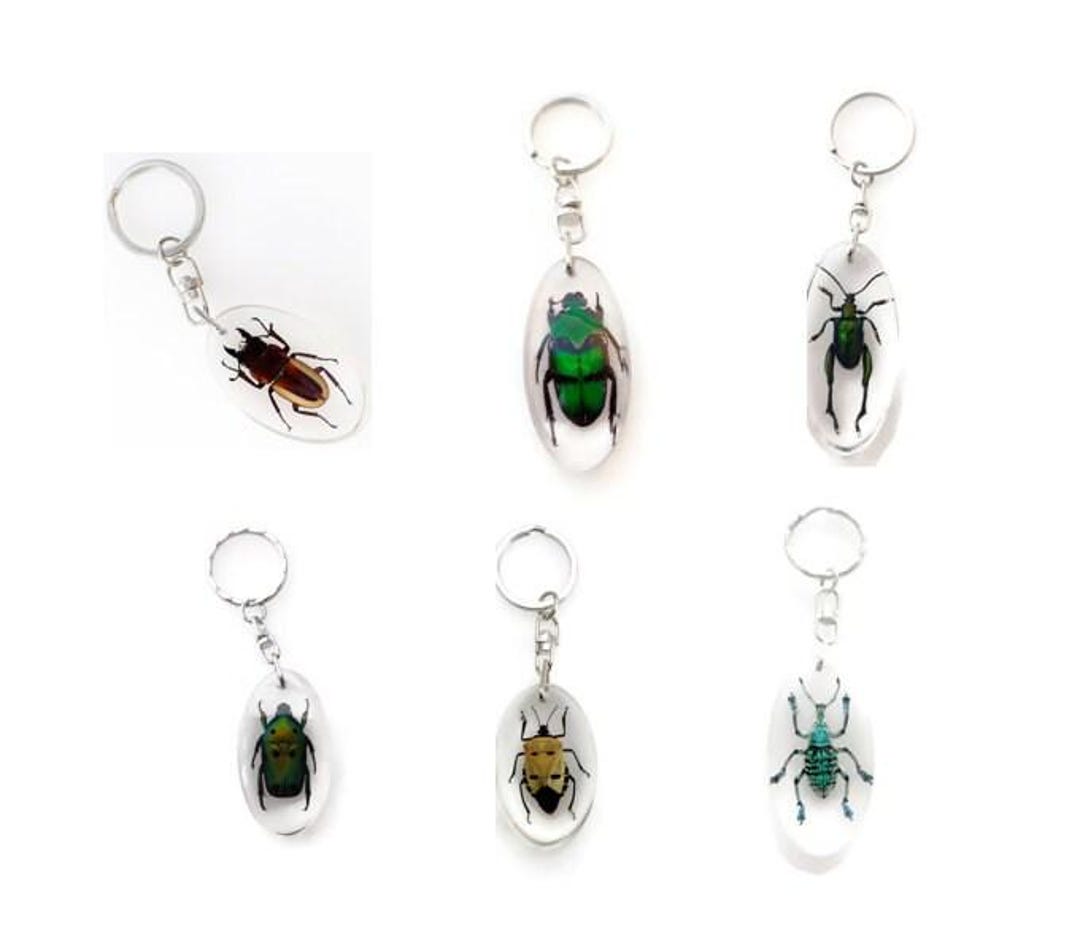Taxidermy Beetle Keyring, Resin Insect Keychain, Entomology Gift - Etsy