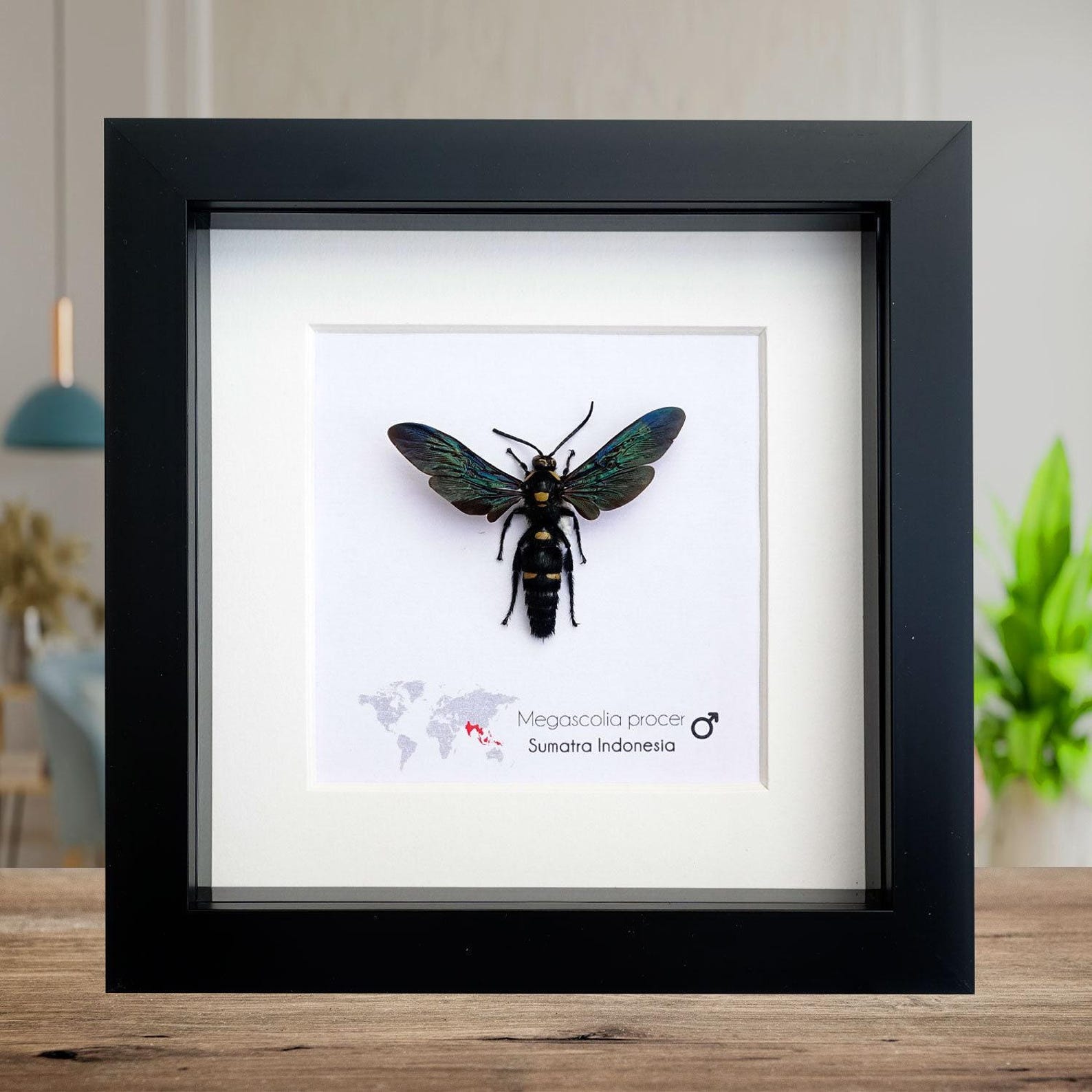 Framed Giant Scoliid Wasp Taxidermy: Entomology Wall Art - Etsy