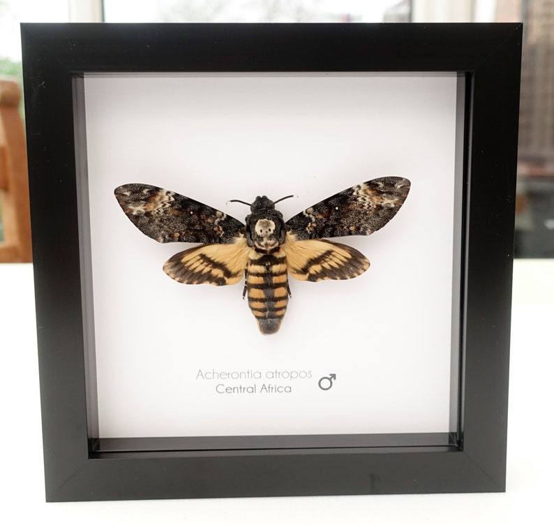 Acherontia Atropos the African Death's-head Hawkmoth - Etsy