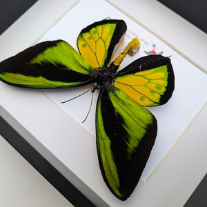 Ornithoptera Goliath Procus, Goliath Birdwing, Green Birdwing ...