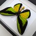 Ornithoptera Goliath Procus, Goliath Birdwing, Green Birdwing ...