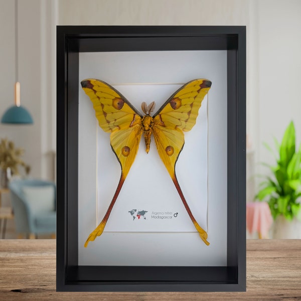 Moth Shadow Box - Etsy