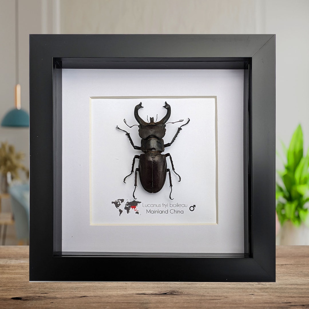 Lucanus Fryi Boileau, Stag Beetle Beetle, Male, Taxidermy Beetle ...