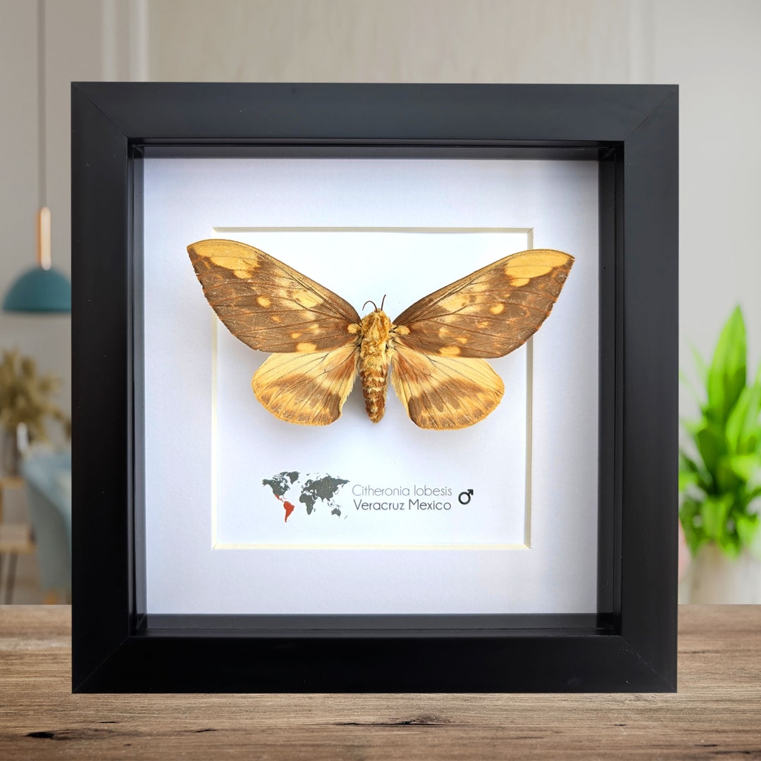 Citheronia Lobesis, Horned Devil Moth, Taxidermy Moth, Entomology ...