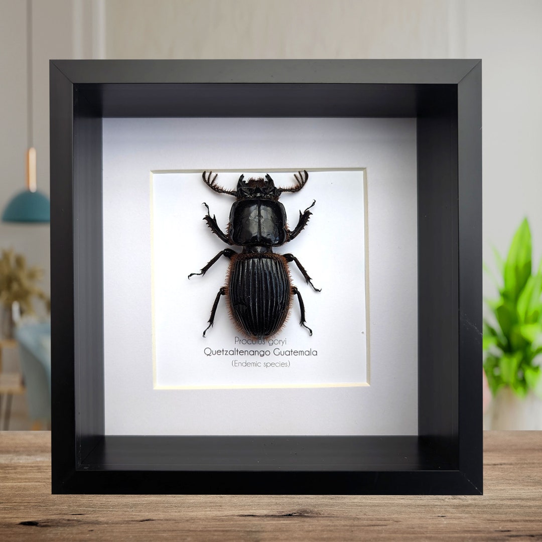 Proculus Goryi With, Giant Bess Beetle, Large Black Beetle, Taxidermy ...