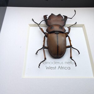 Homoderus Mellyi, Rare Red-colored Stag Beetle, Wall Decor, Entomology ...