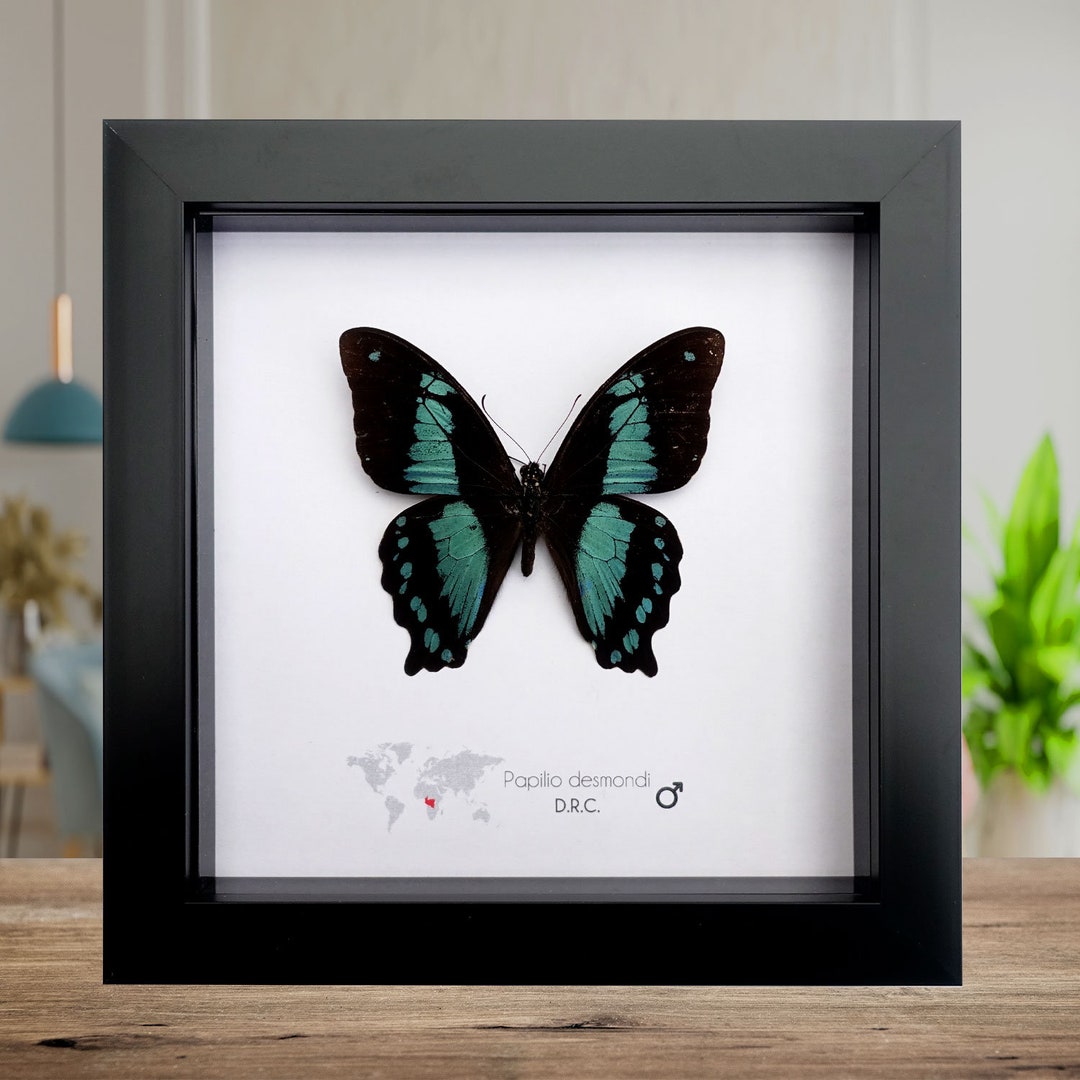 Papilio Desmondi the Desmond's Green-banded Swallowtail - Etsy