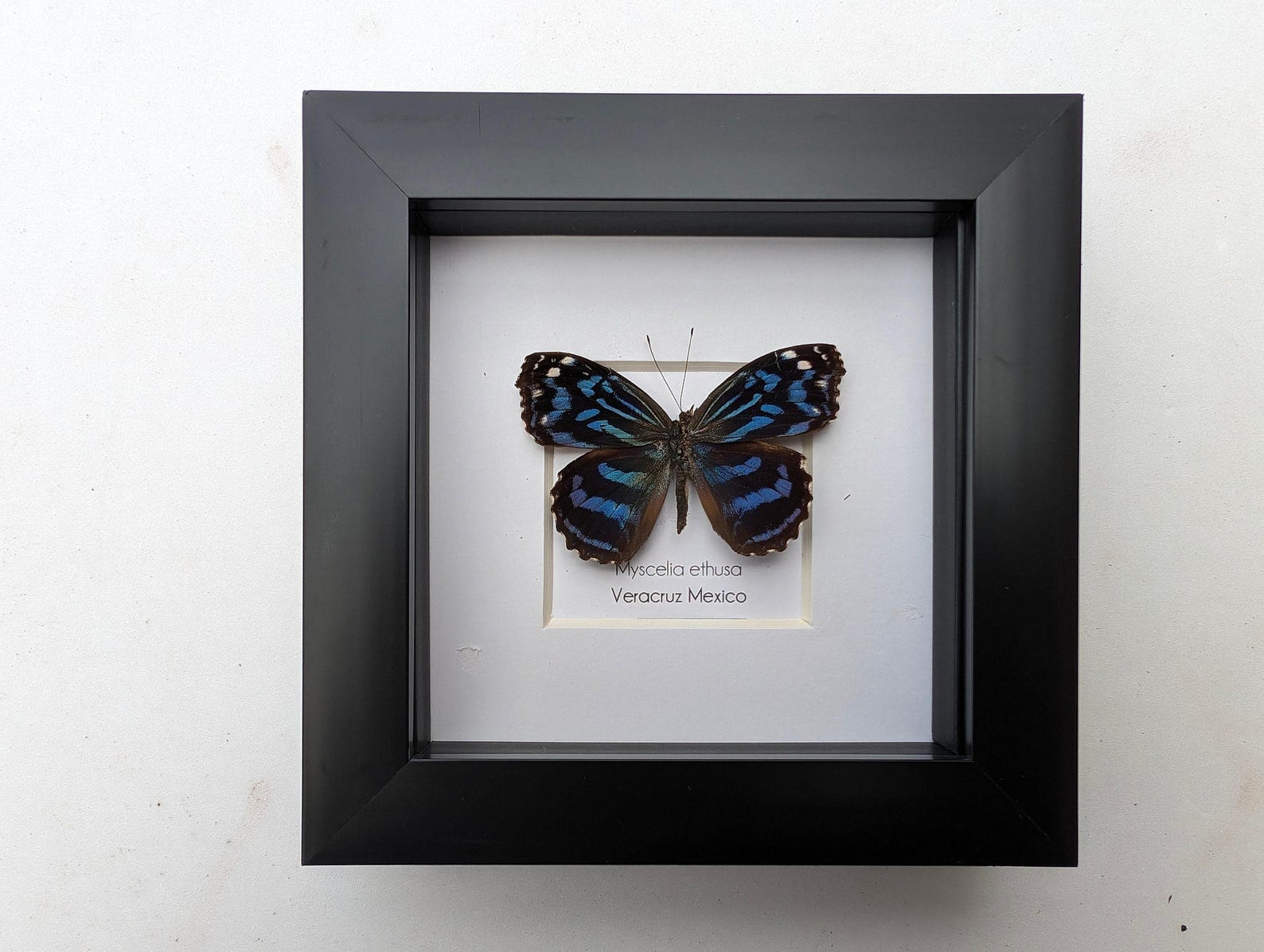 Myscelia Ethusa, the Mexican Bluewing or Blue Wing, Taxidermy Butterfly ...