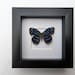 Myscelia Ethusa, the Mexican Bluewing or Blue Wing, Taxidermy Butterfly ...