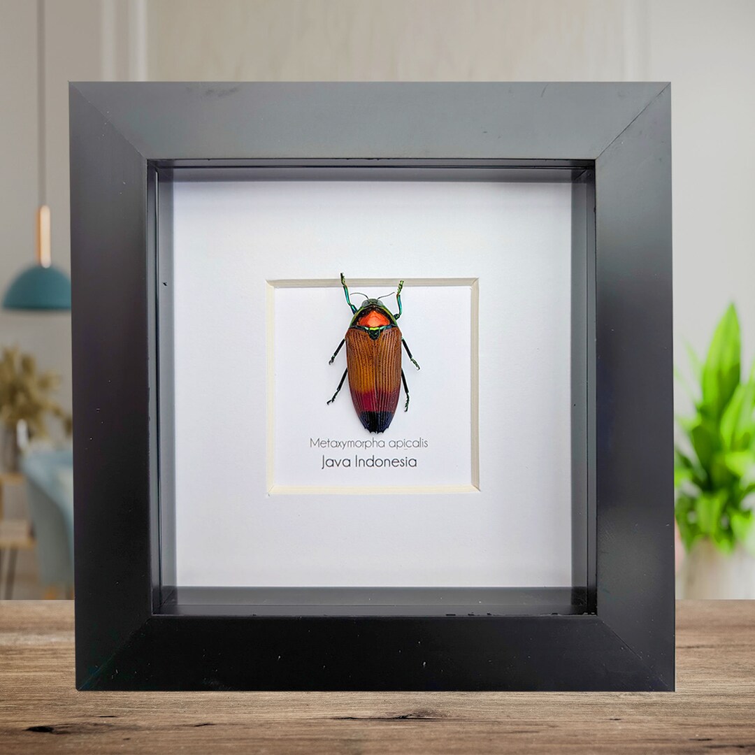Metaxymorpha Apicalis, Colorful Jewel Beetle From Indonesia, Frame 4" X ...
