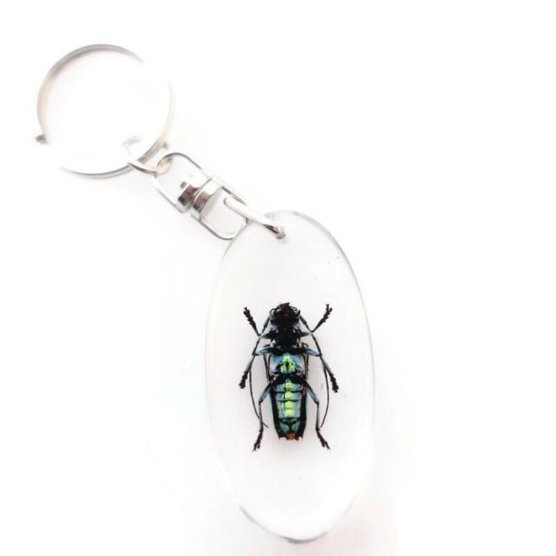 Cerambycidae Ssp, Medium Resin Keyring, Longhorn Beetle, Teal Long ...
