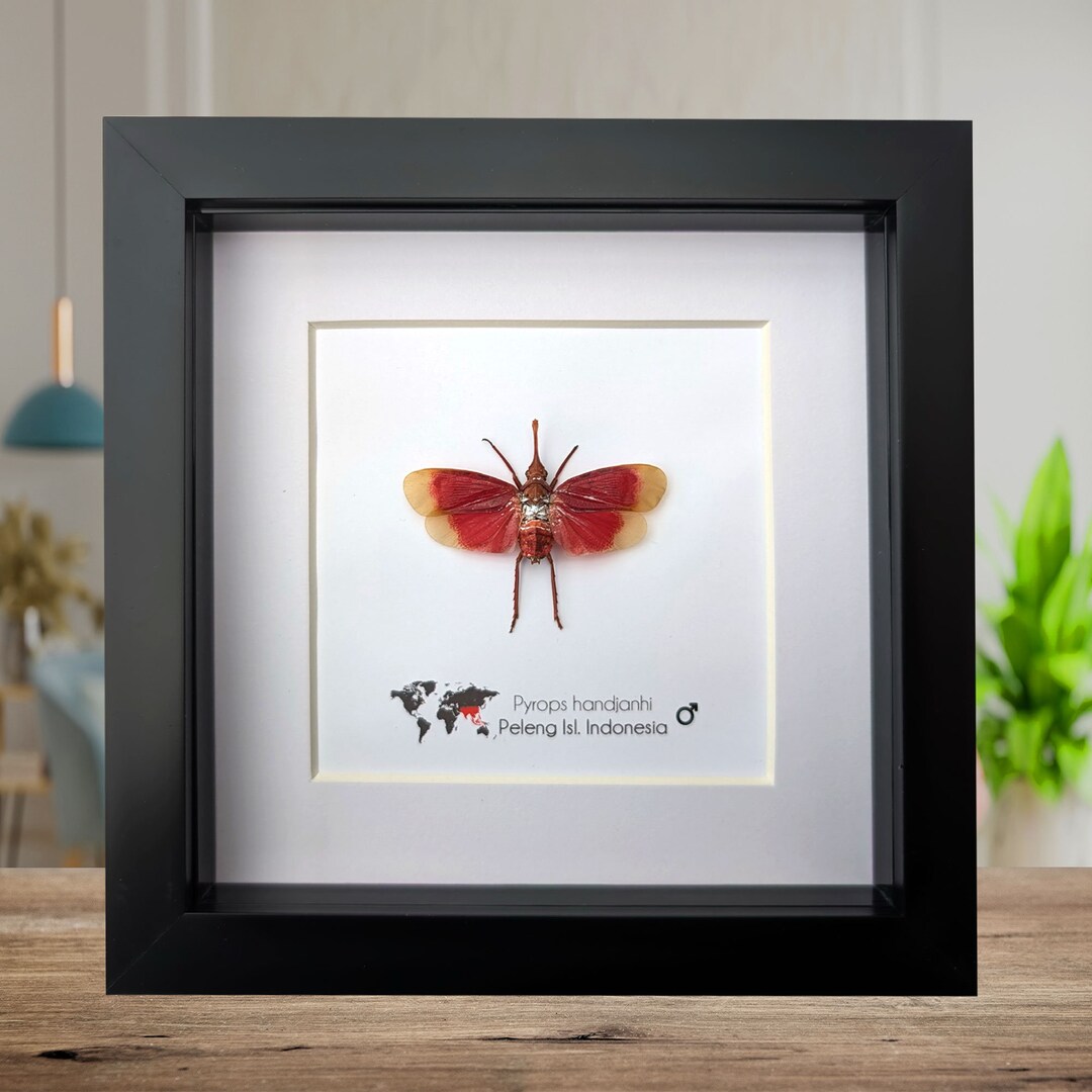 Pyrops Handjanhi, Lantern Fly, Candle Fly, Orange Planthopper, Asian ...
