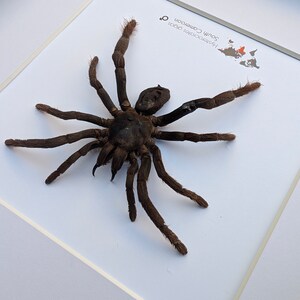 Hysterocrates Gigas, Cameroon Red Baboon Spider, Giant Tarantula From ...