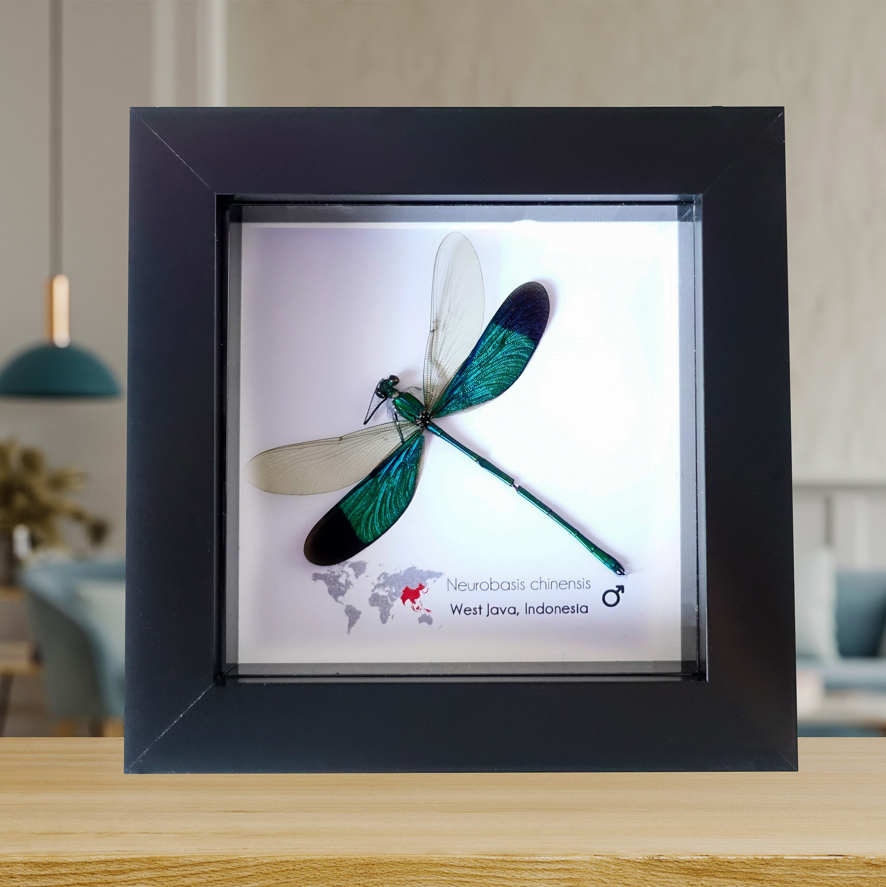 Neurobasis Chinensis the Stream Glory Metallic Colored - Etsy