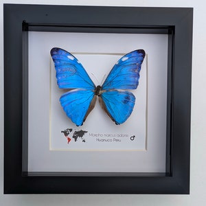 Morpho Marcus Adonis, the Adonis Morpho, the Adonis Butterfly, Big Blue ...