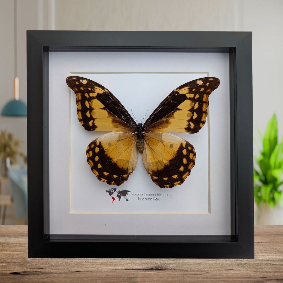Morpho Rhetenor Helena, Morpho Rhetenor, Female, Morpho Helena, the Helena Morpho, Frame 8" X 8 ...