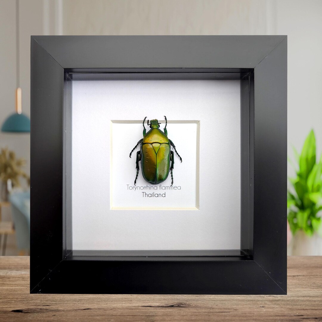 Torynorrhina Flammea, Flame Beetle, Taxidermy Scarabaeidae, Entomology ...