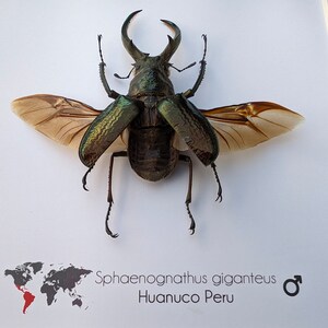 Sphaenognathus Giganteus, Taxidermy, Entomology Gift, Ethically Sourced ...